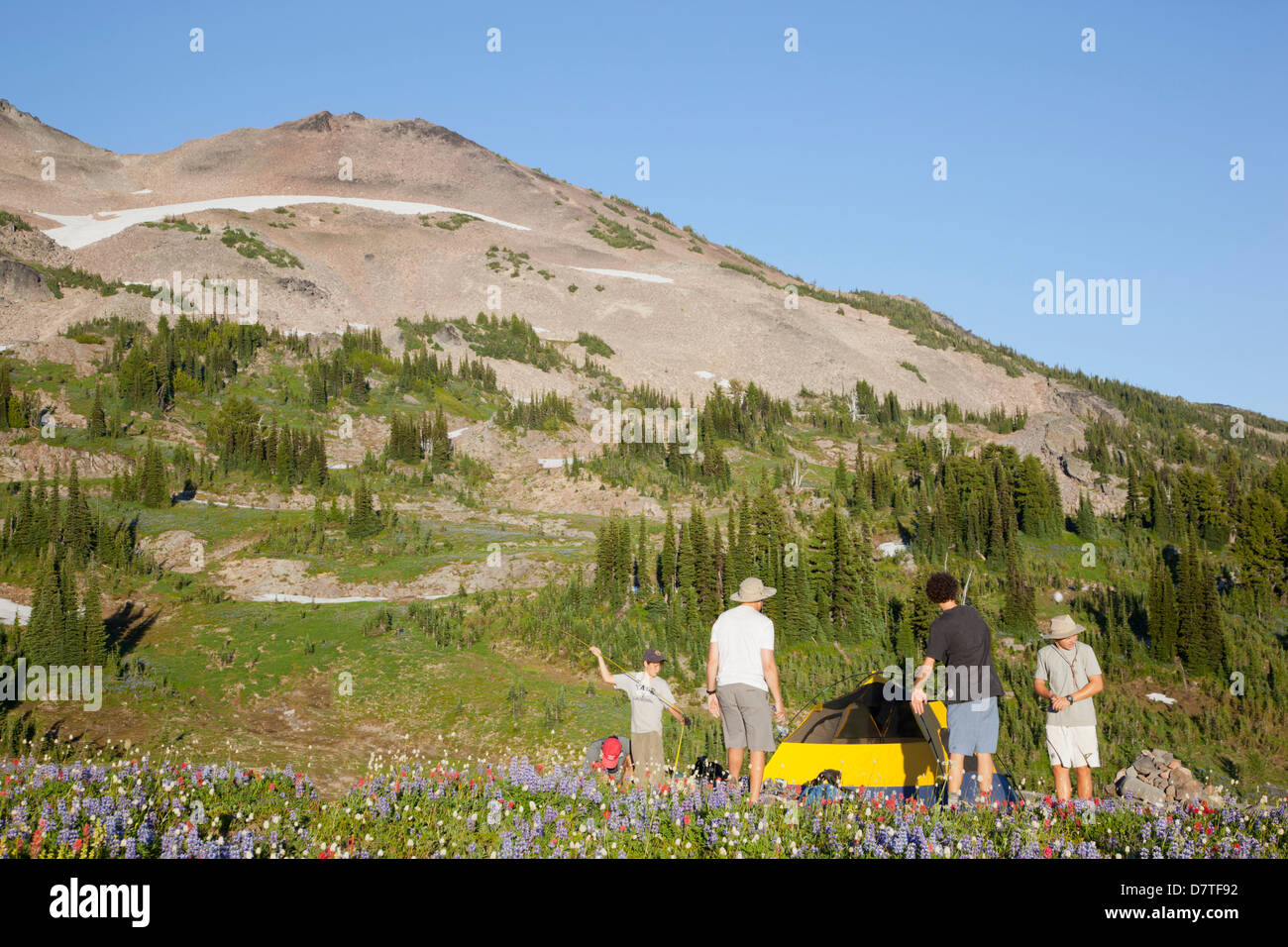 WA, Goat Rocks Wilderness, Hikers setting up camp Stock Photo - Alamy