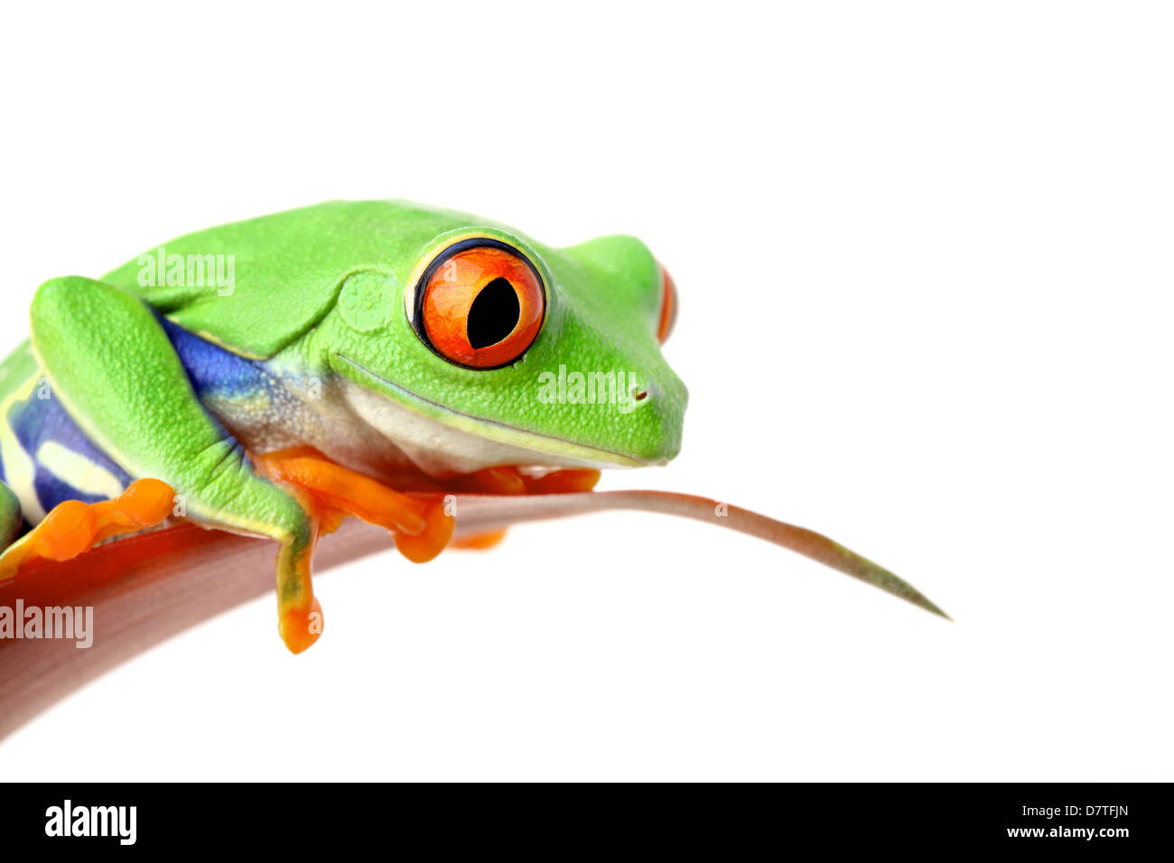 frog sitting on a leaf looking down - isolated on white Stock Photo - Alamy