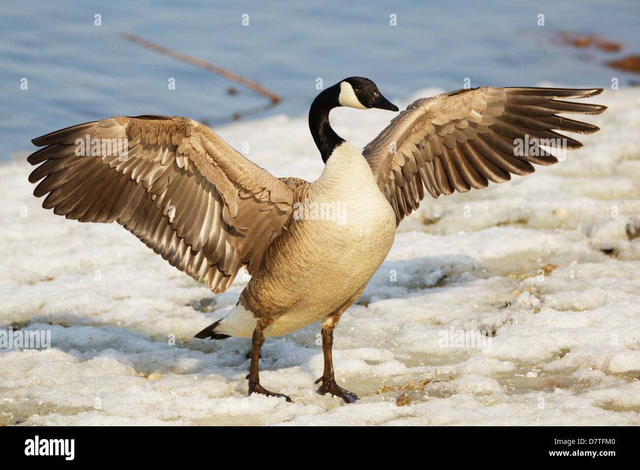 Canada Goose with outstretched wings on the banks of the Mississippi ...