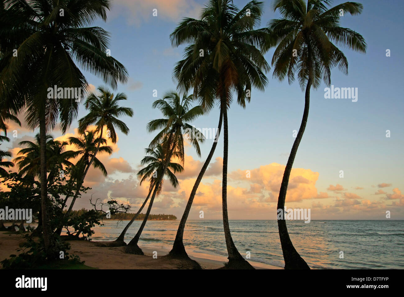Las Terrenas beach at sunset, Samana peninsula, Dominican Republic ...