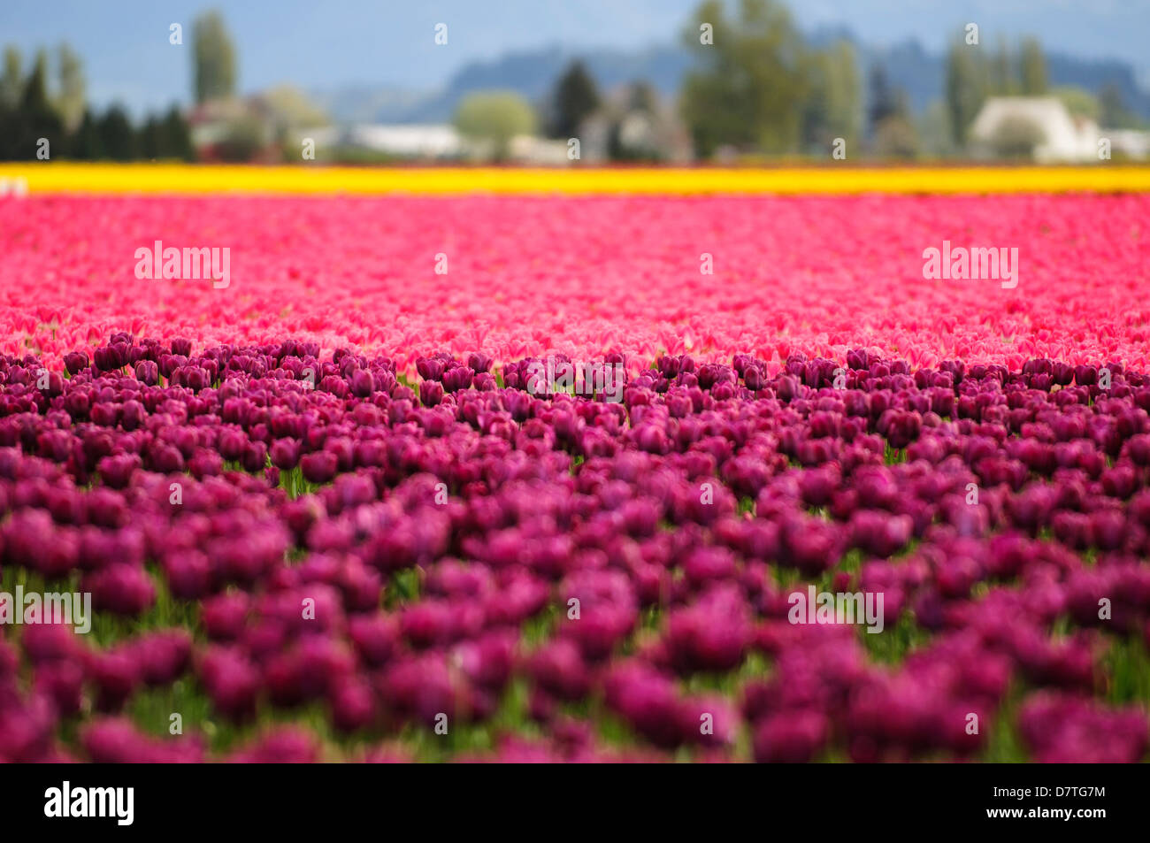 Washington, Mount Vernon. Tulip field Stock Photo - Alamy