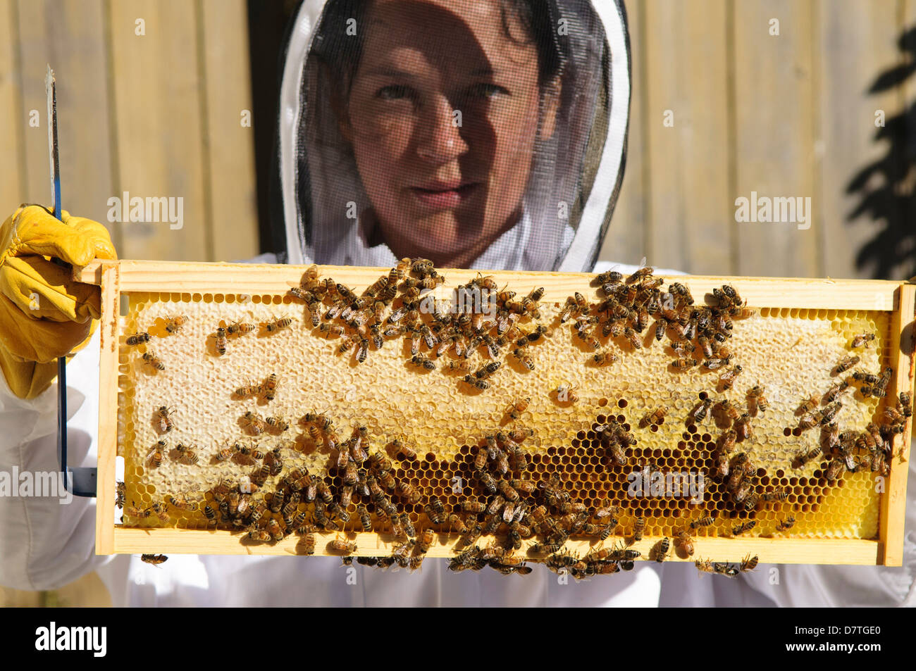 Female beekeeper hi-res stock photography and images - Alamy