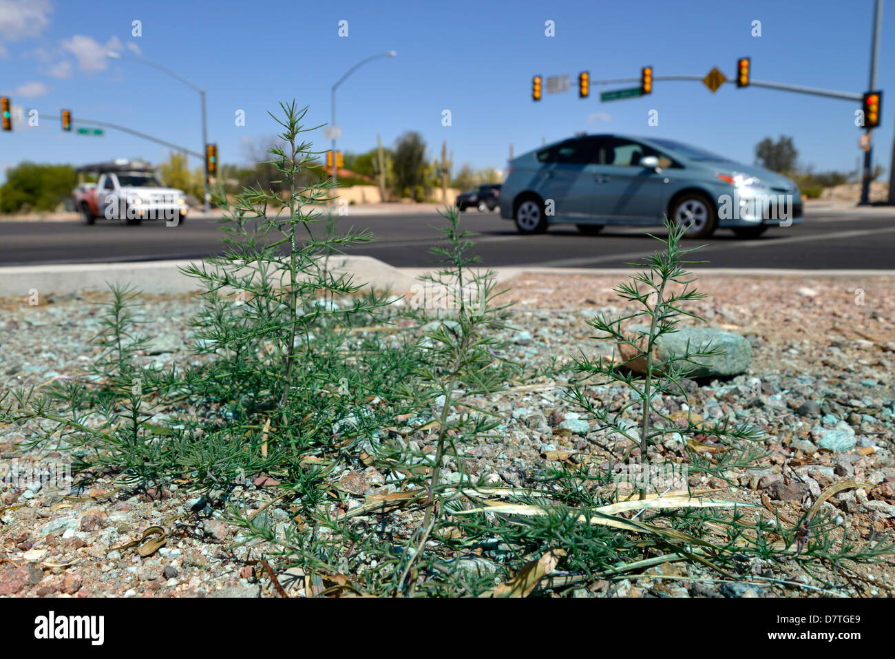Roadside weeds hi-res stock photography and images - Alamy