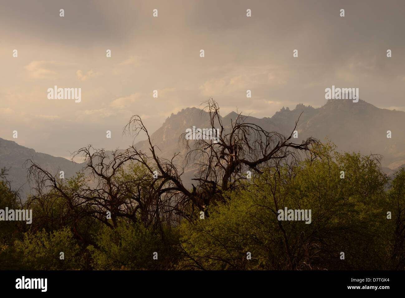 A light Spring rain showers the Santa Catalina Mountains, Sonoran ...