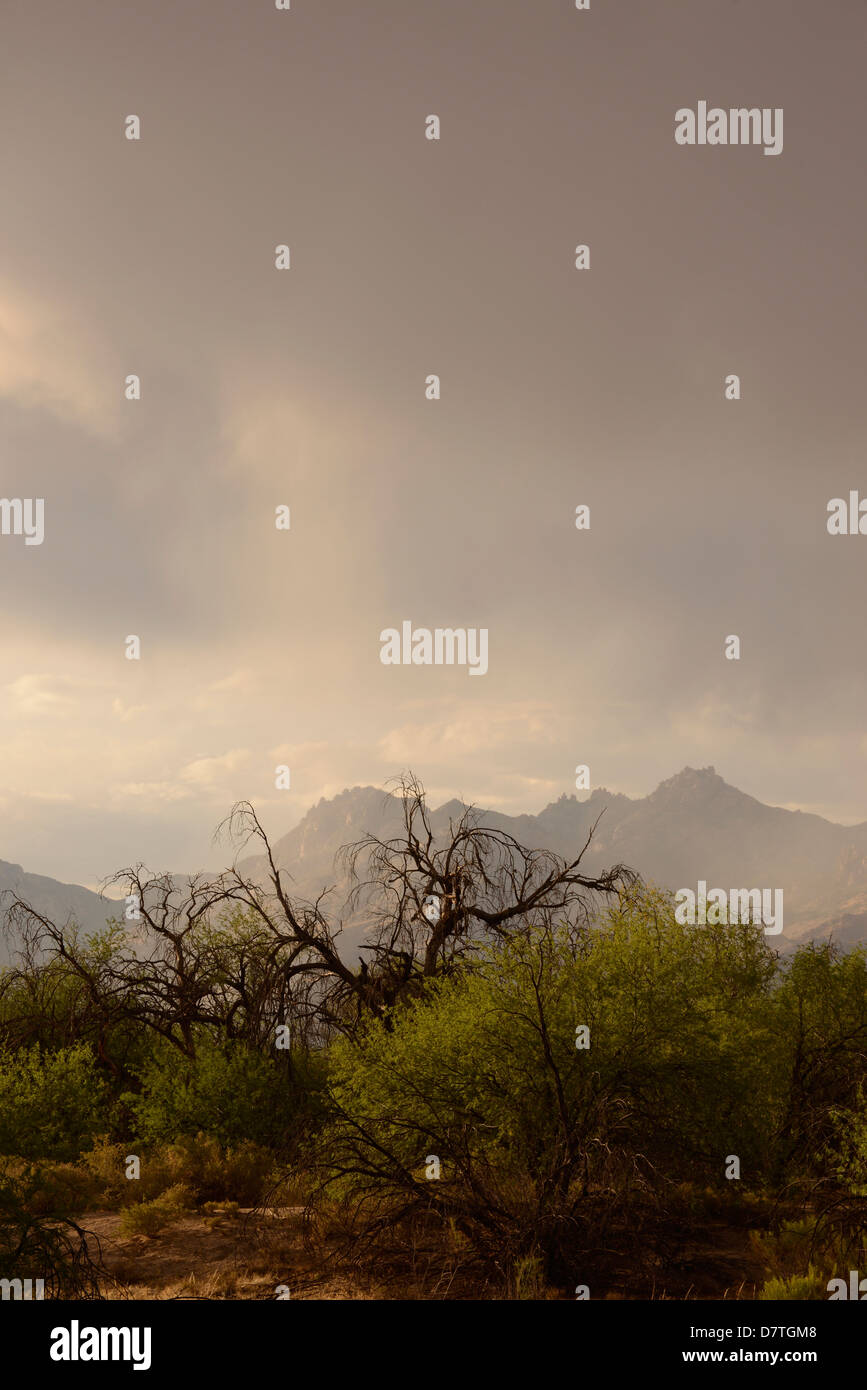 A light Spring rain showers the Santa Catalina Mountains, Sonoran ...