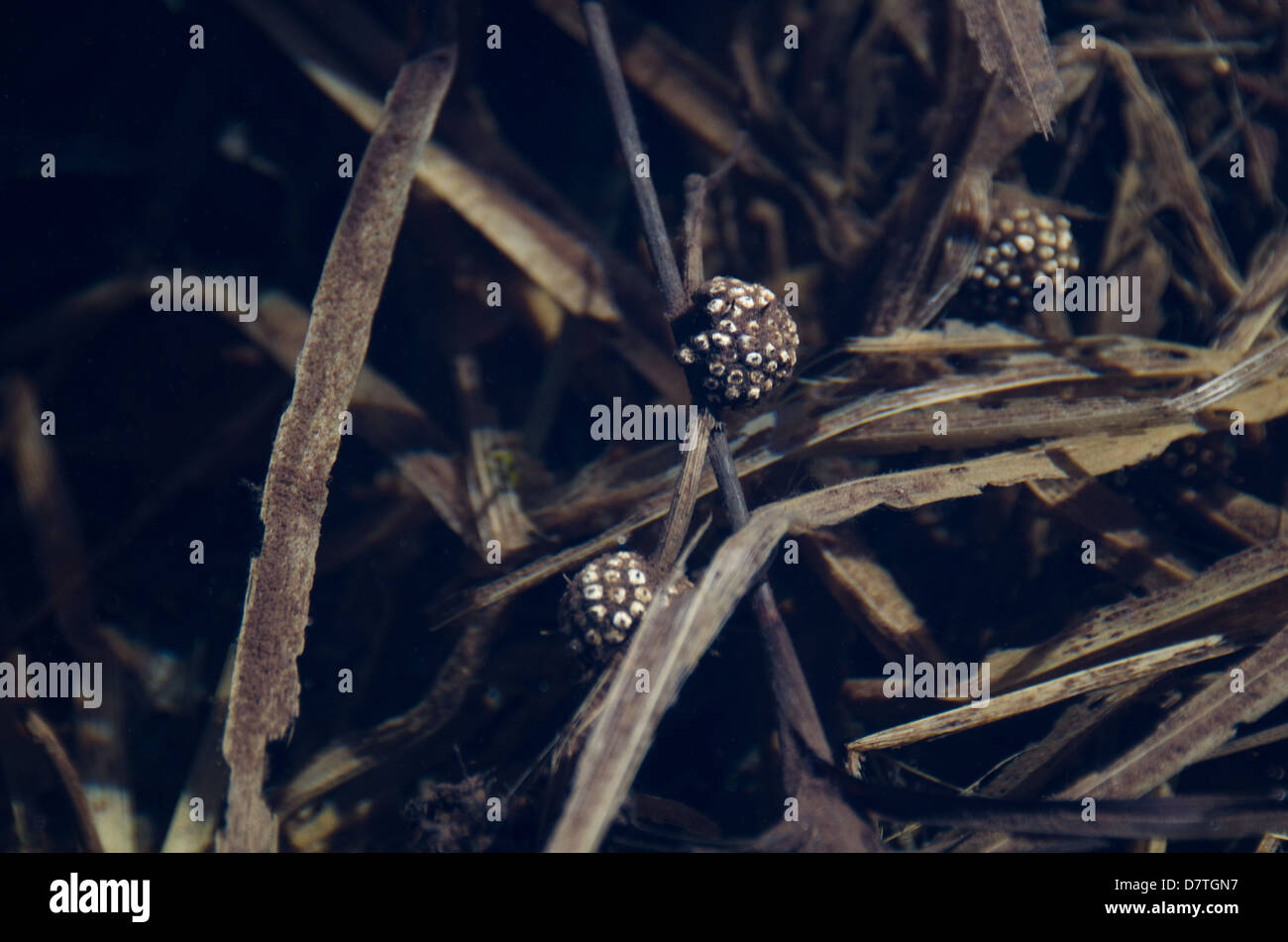 Bur seed hi-res stock photography and images - Alamy