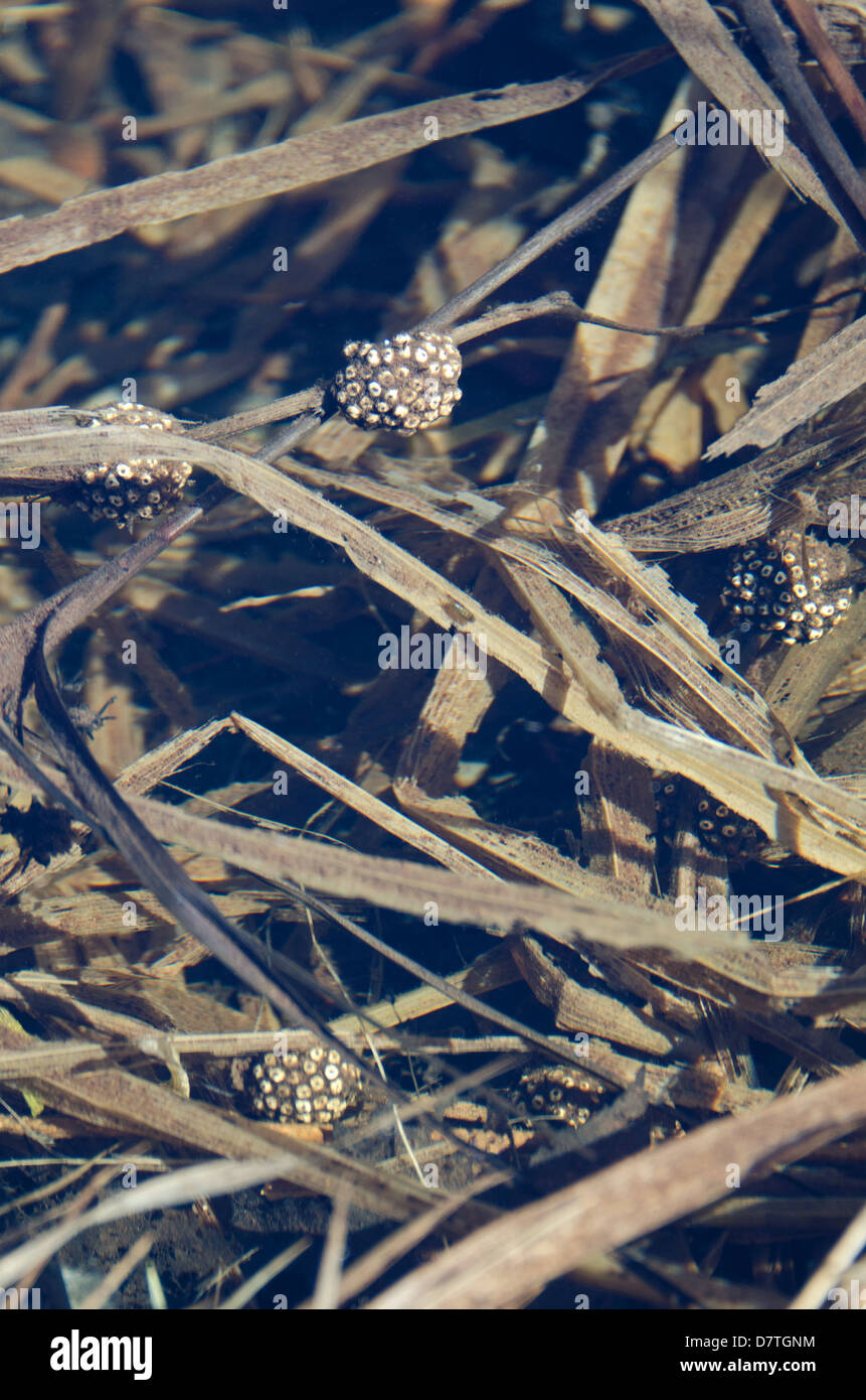 Reed fruits hi-res stock photography and images - Alamy