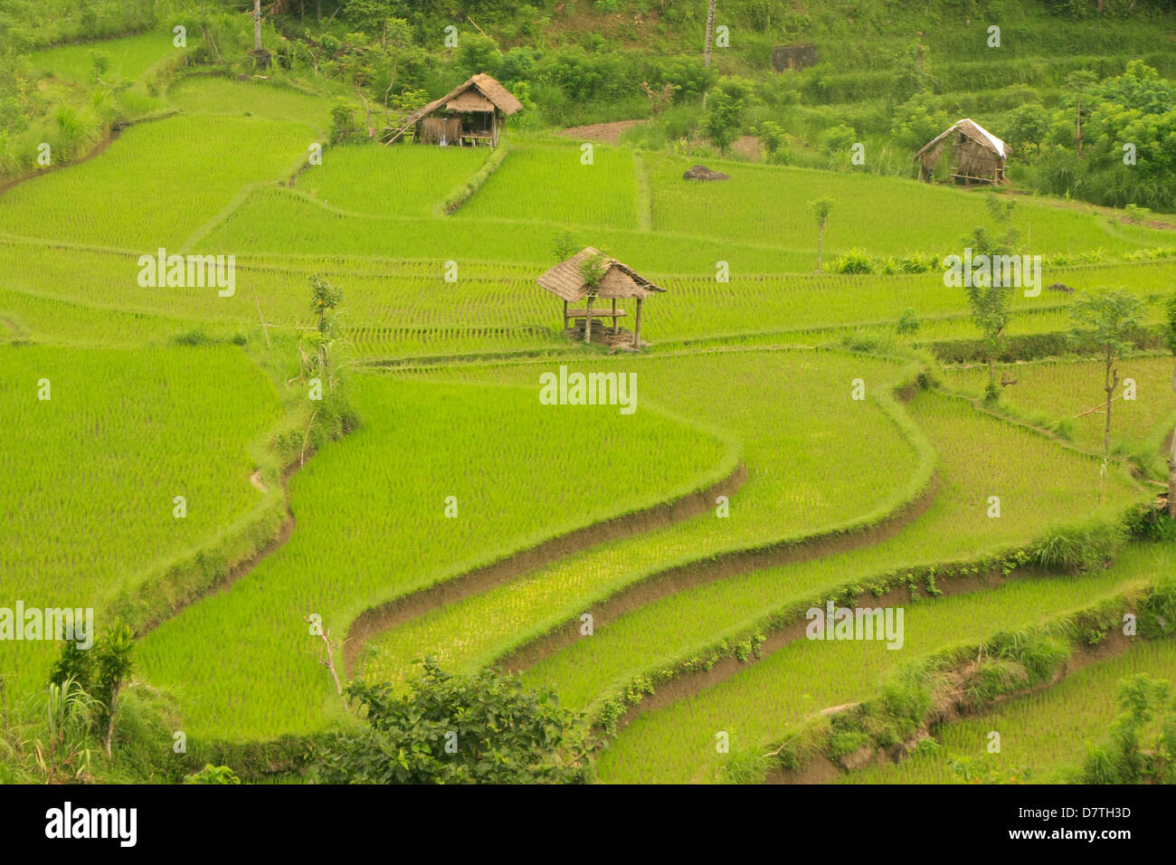 Rice terraces, Bali, Indonesia Stock Photo - Alamy