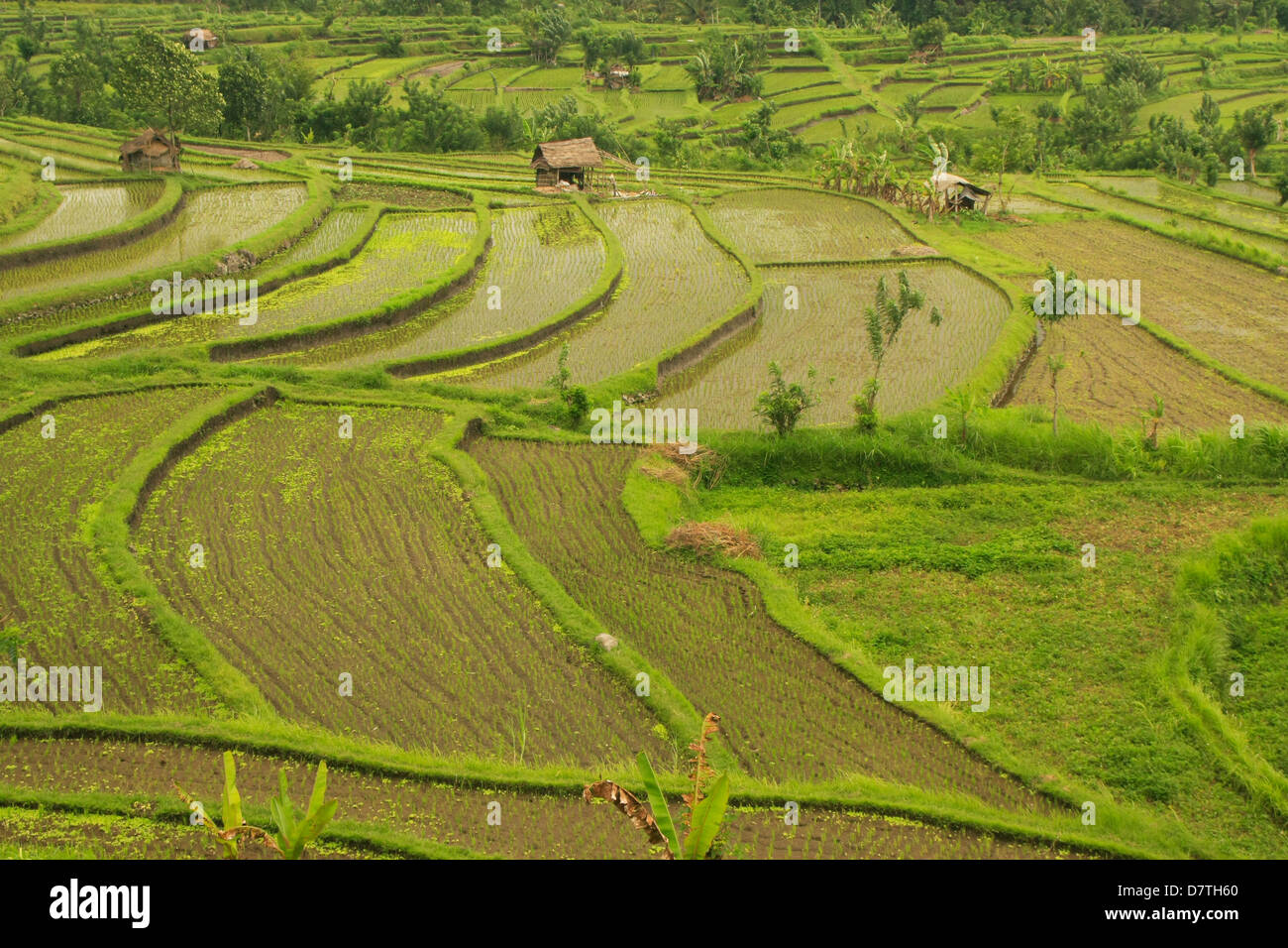 Rice terraces, Bali, Indonesia Stock Photo - Alamy
