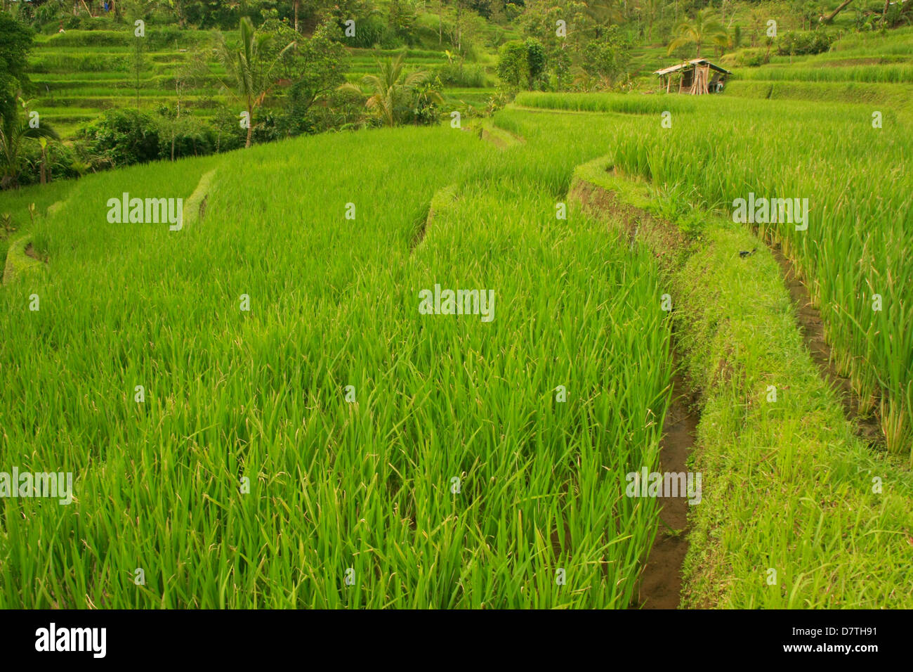 Rice terraces, Bali, Indonesia Stock Photo - Alamy