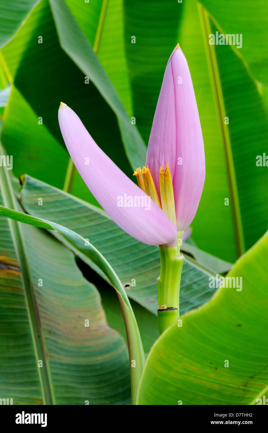 Banana tree flower hi-res stock photography and images - Alamy