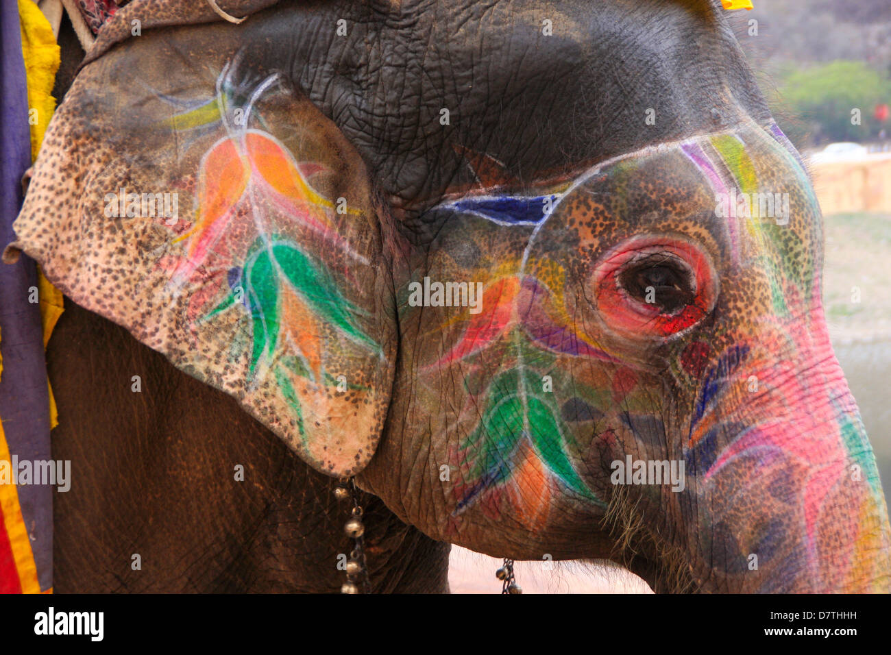 Indian Elephant Painted Face