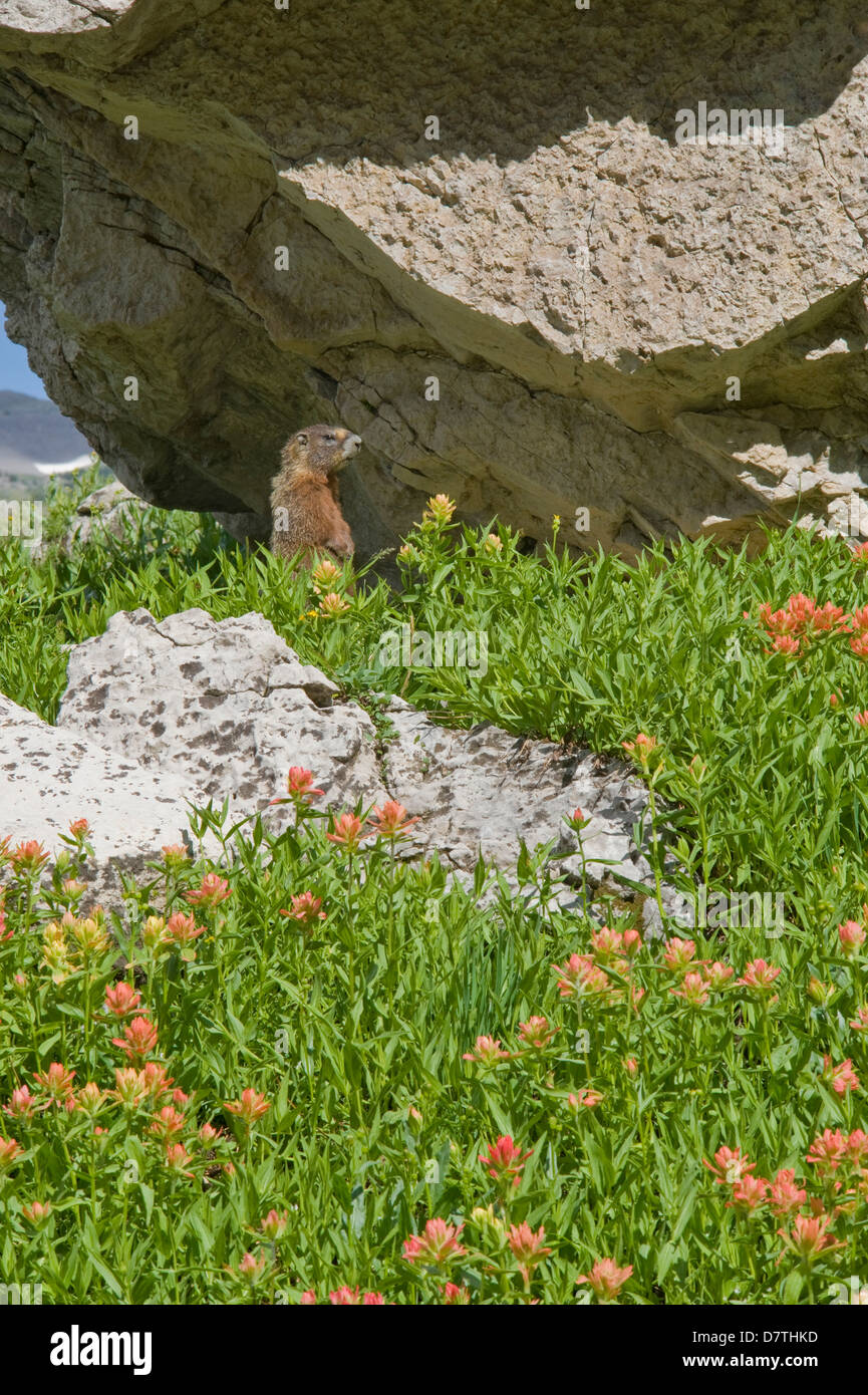 Yellow-Bellied Marmot (Marmota flaviventris) Rockchuck and Indian ...