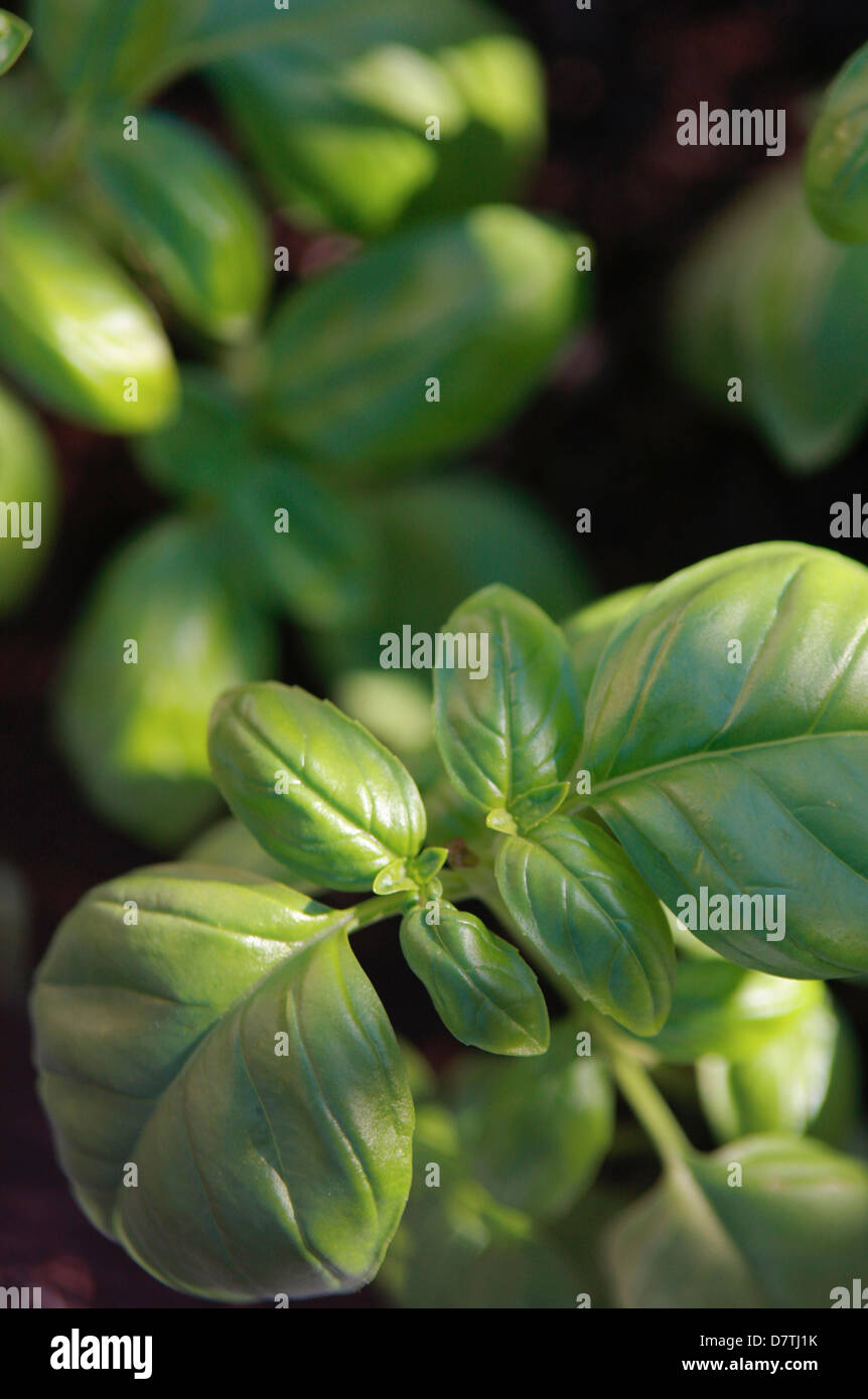 Basil plant root hi-res stock photography and images - Alamy