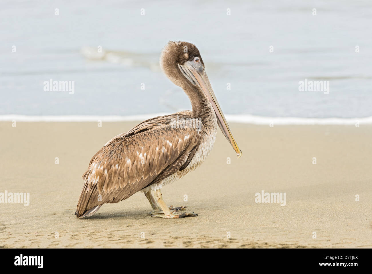 Rompio panama hi-res stock photography and images - Alamy