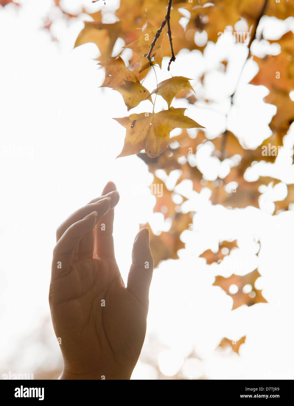 Human hand reaching for a leaf in the autumn, brightly lit Stock Photo ...