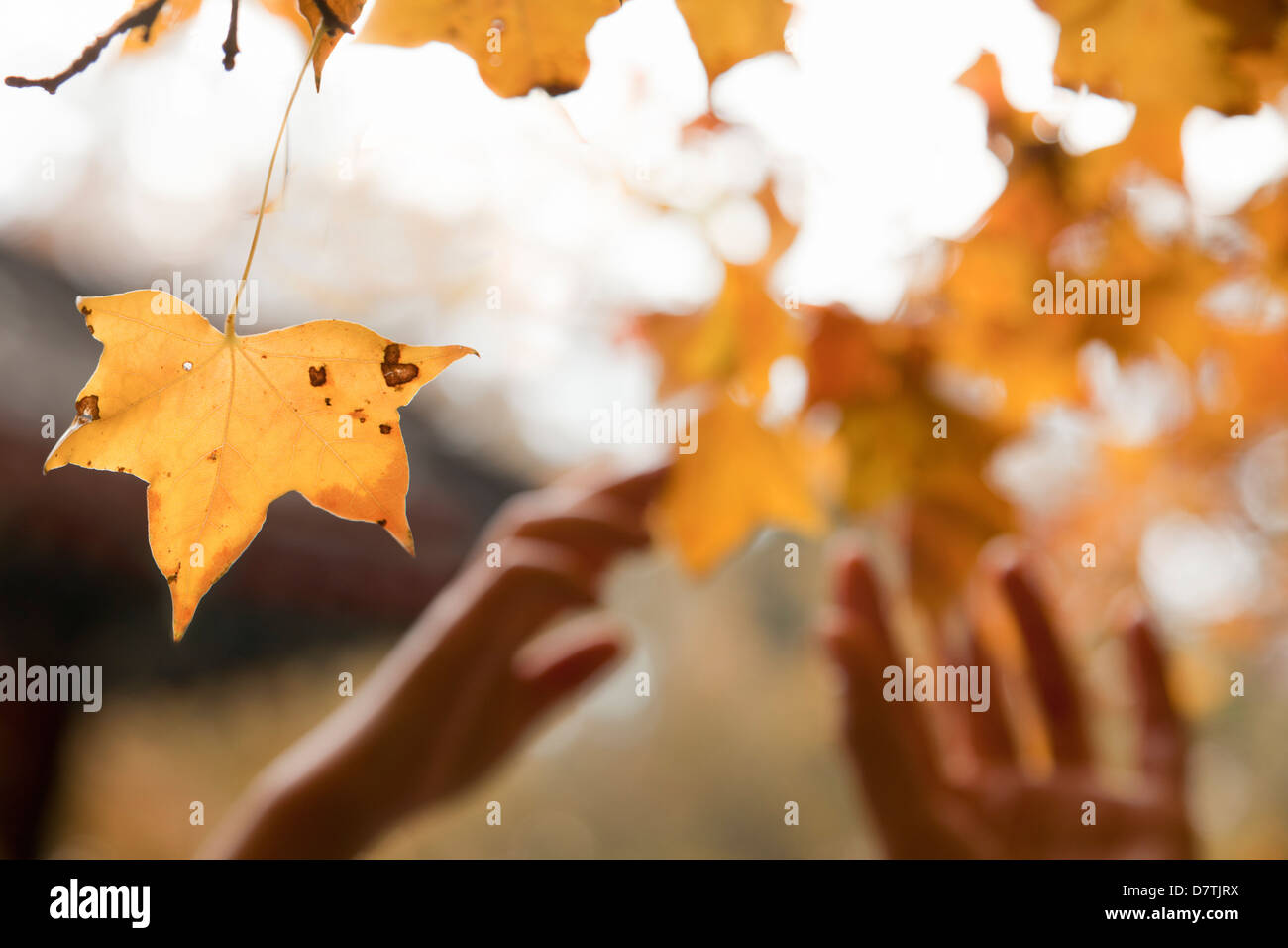Human hands reaching for a leaf in the autumn Stock Photo - Alamy