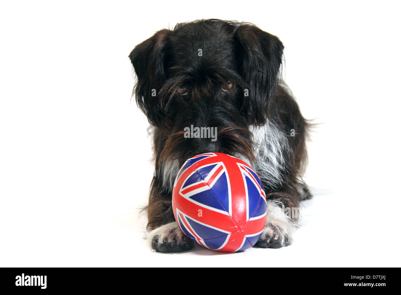 Jackapoo dog photographed in a studio suitable for cut-out Stock Photo ...