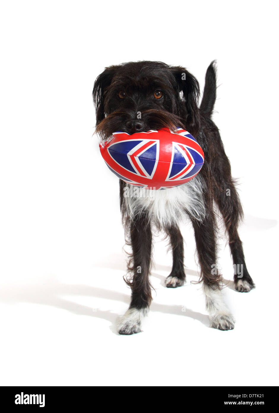 Jackapoo hi-res stock photography and images - Alamy