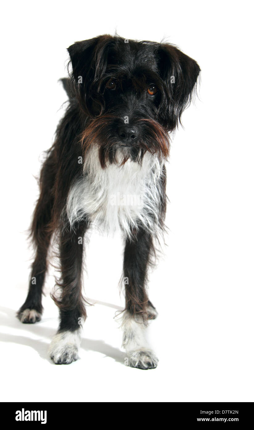 Jackapoo hi-res stock photography and images - Alamy