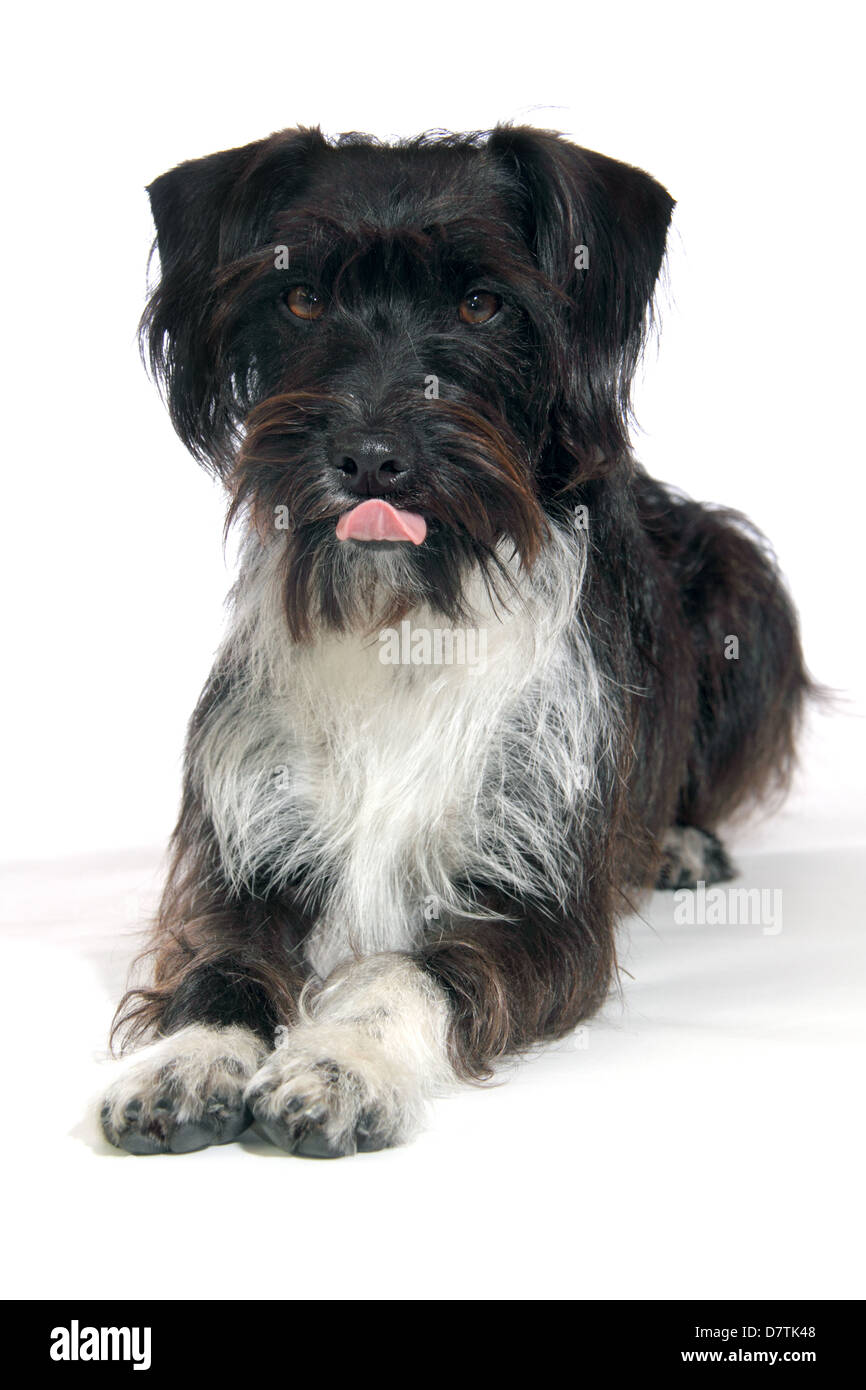 Jackapoo hi-res stock photography and images - Alamy
