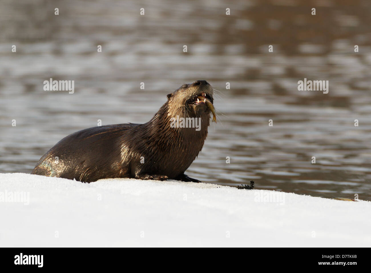 Wild North American River Otter enjoying freshly caught late winter ...