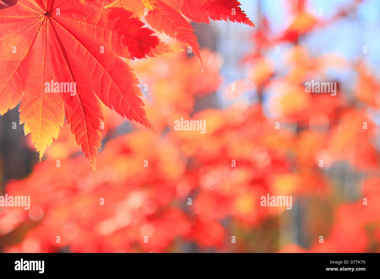 Red maple leaves Stock Photo - Alamy