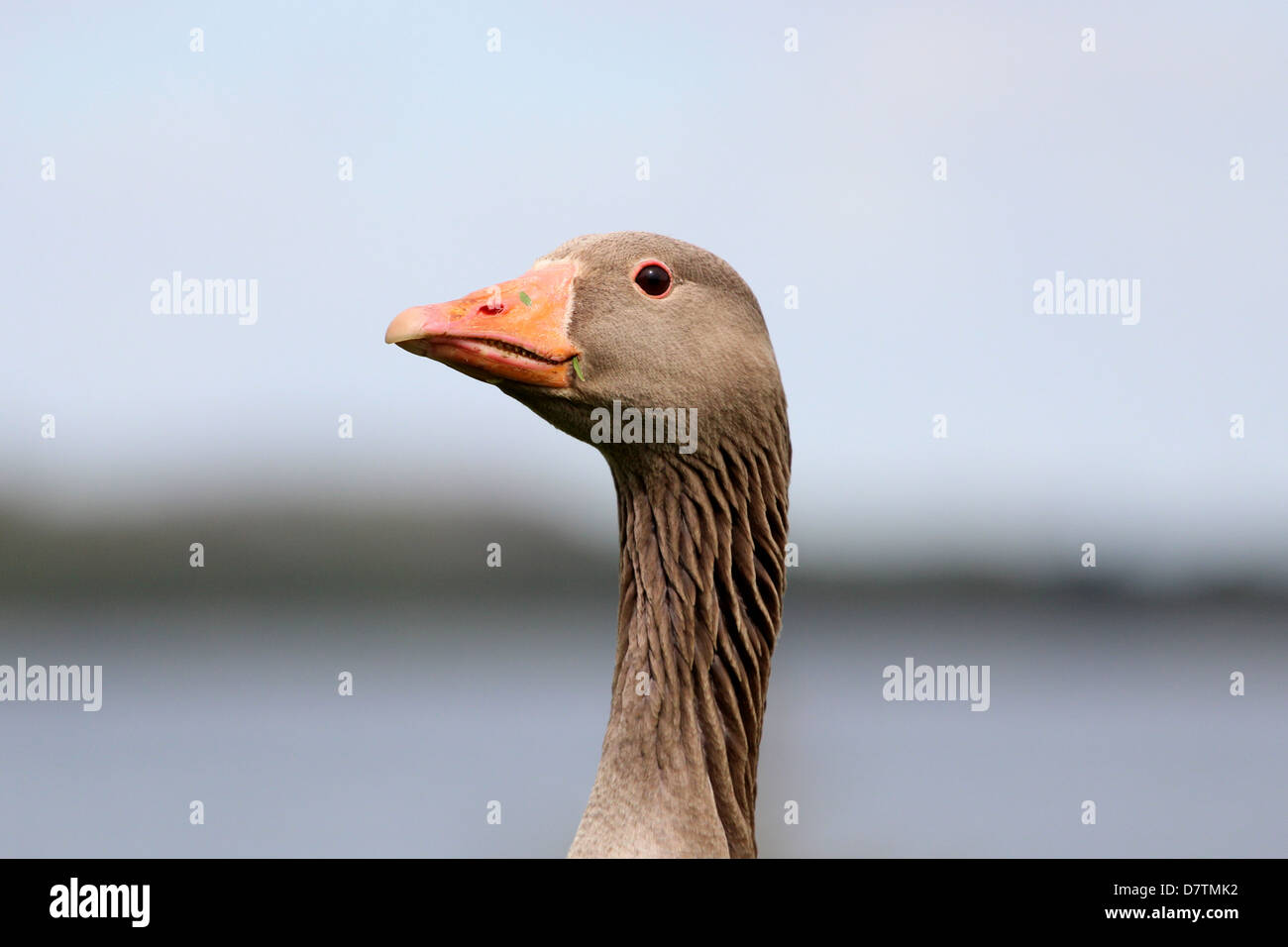 Goose headshot hi-res stock photography and images - Alamy