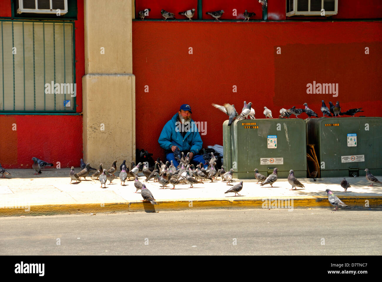Male pigeon hi-res stock photography and images - Alamy