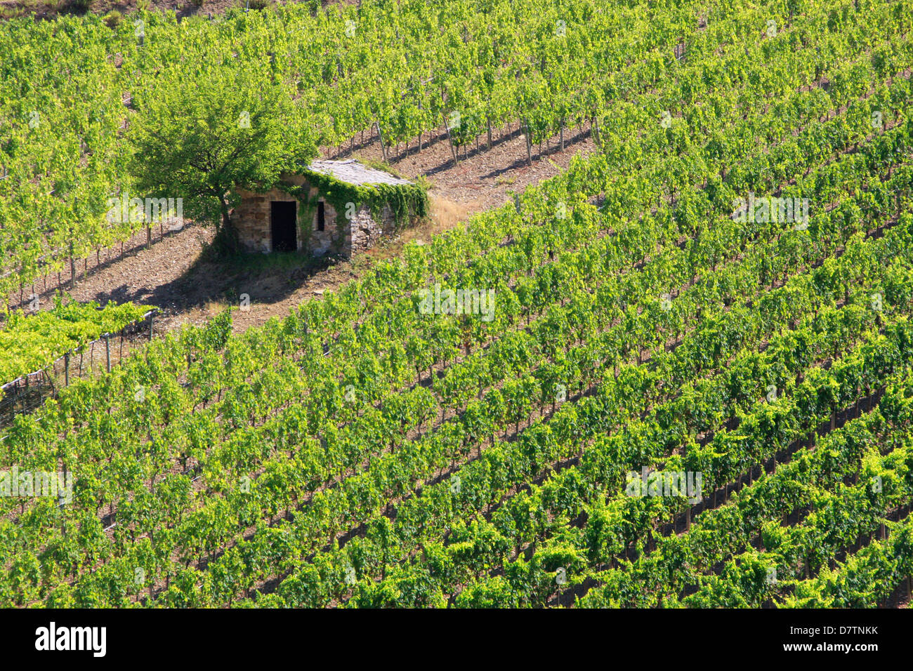 Country scene, Tuscany, Italy Stock Photo - Alamy