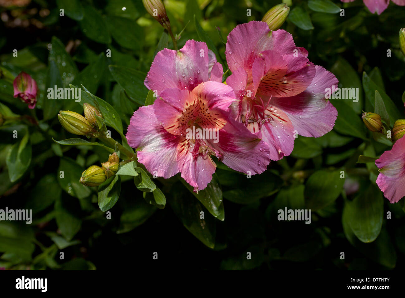 Princess lily hi-res stock photography and images - Alamy