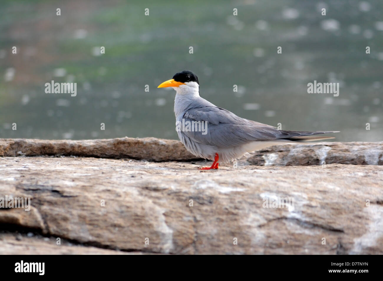 Indian river tern hi-res stock photography and images - Alamy
