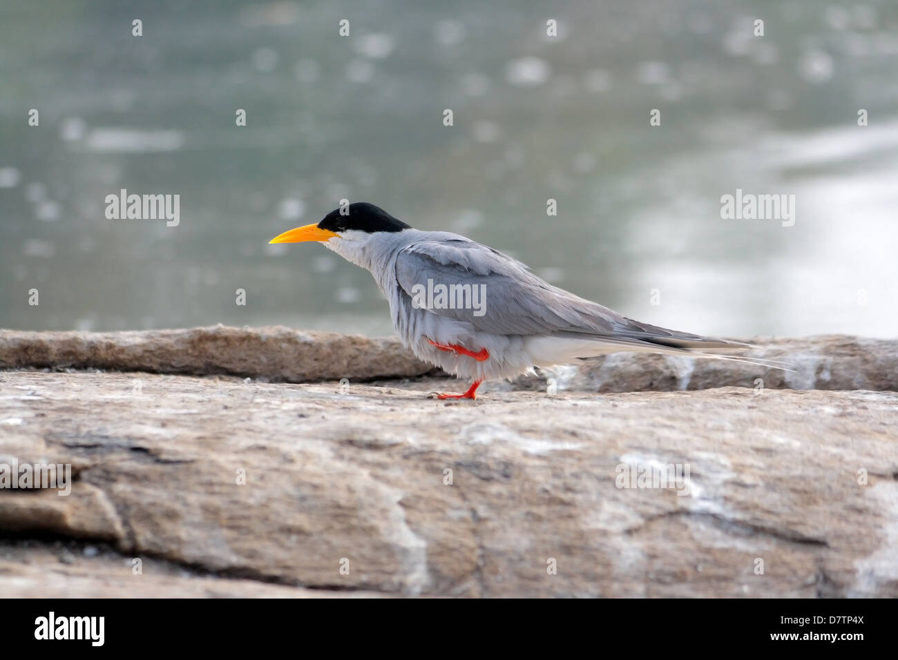 The Indian River Tern, Sterna aurantia Stock Photo - Alamy