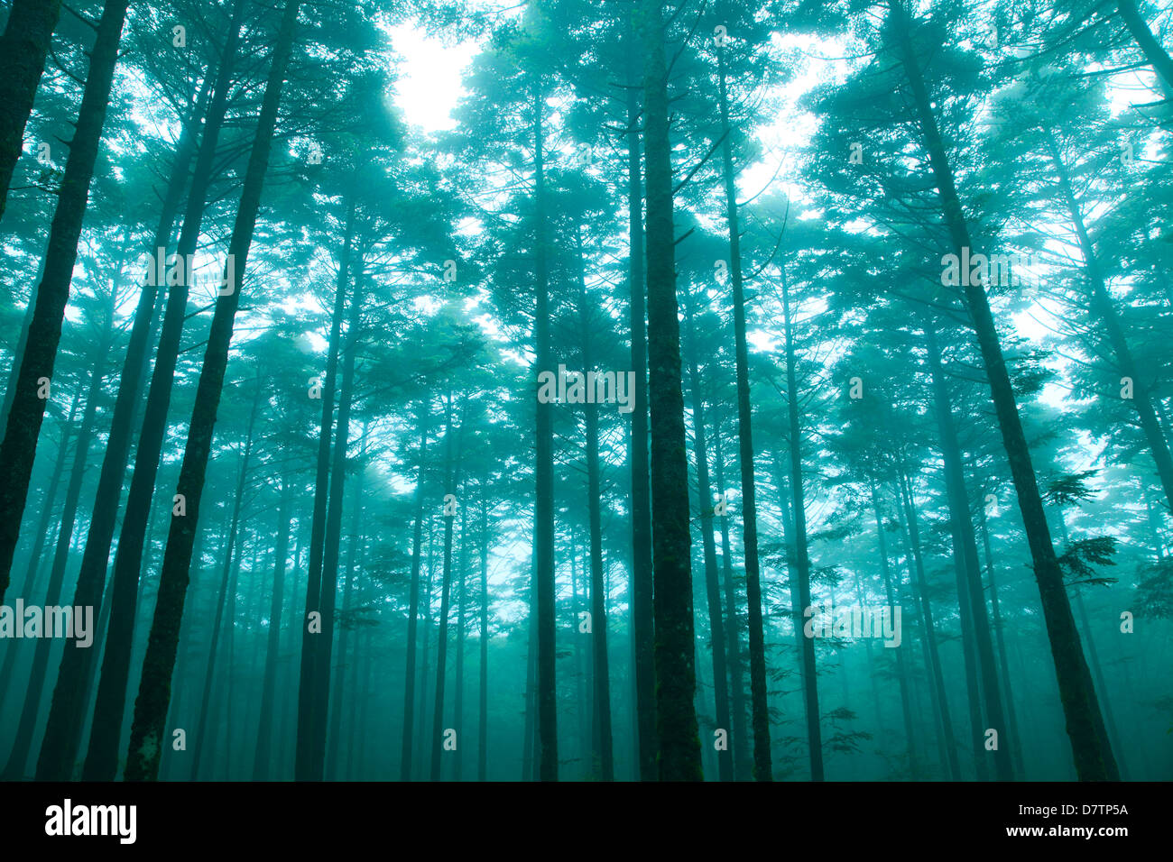 Light in a forest Stock Photo - Alamy