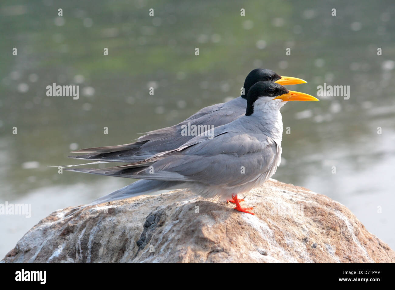The Indian River Tern, Sterna aurantia Stock Photo - Alamy