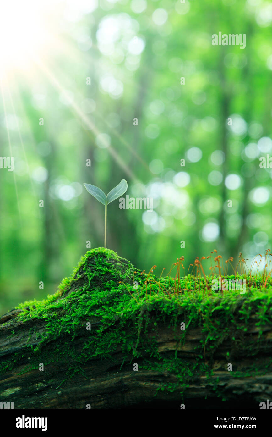 Leaf sprouting from a tree Stock Photo - Alamy