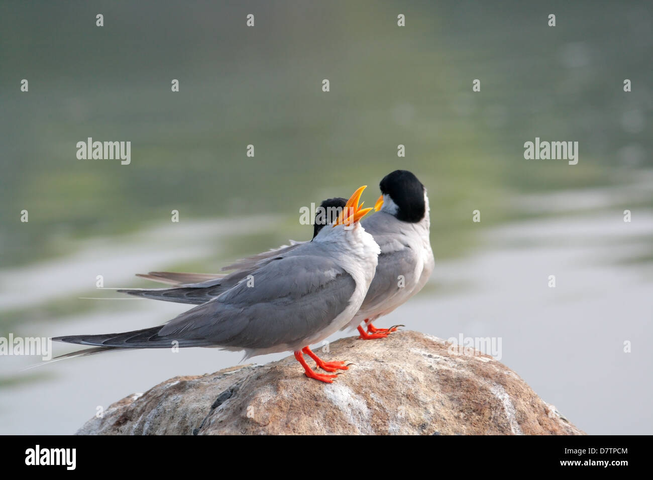 The Indian River Tern, Sterna aurantia Stock Photo - Alamy