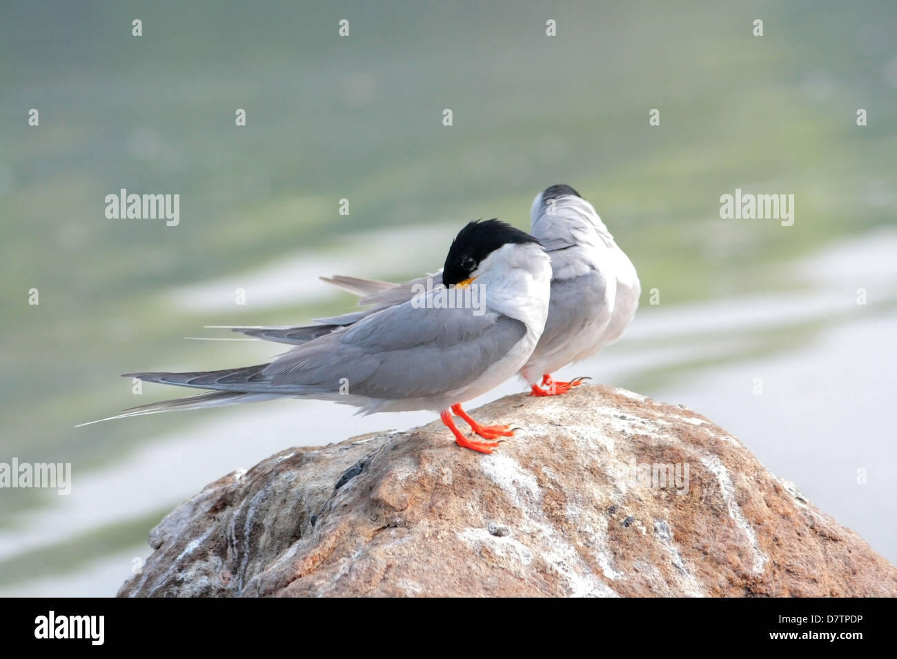 The Indian River Tern, Sterna aurantia Stock Photo - Alamy