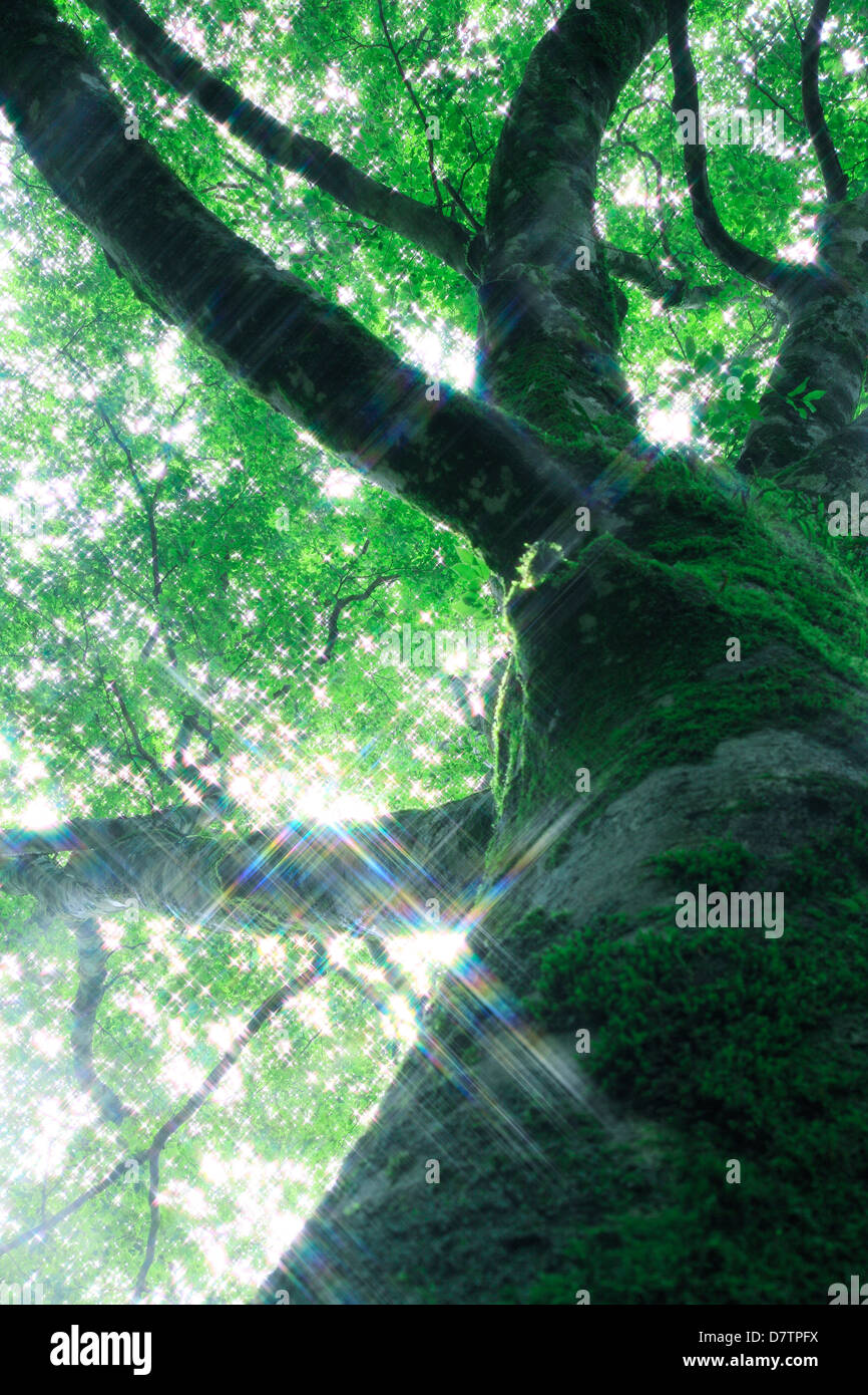 Beech tree and rays of light Stock Photo - Alamy