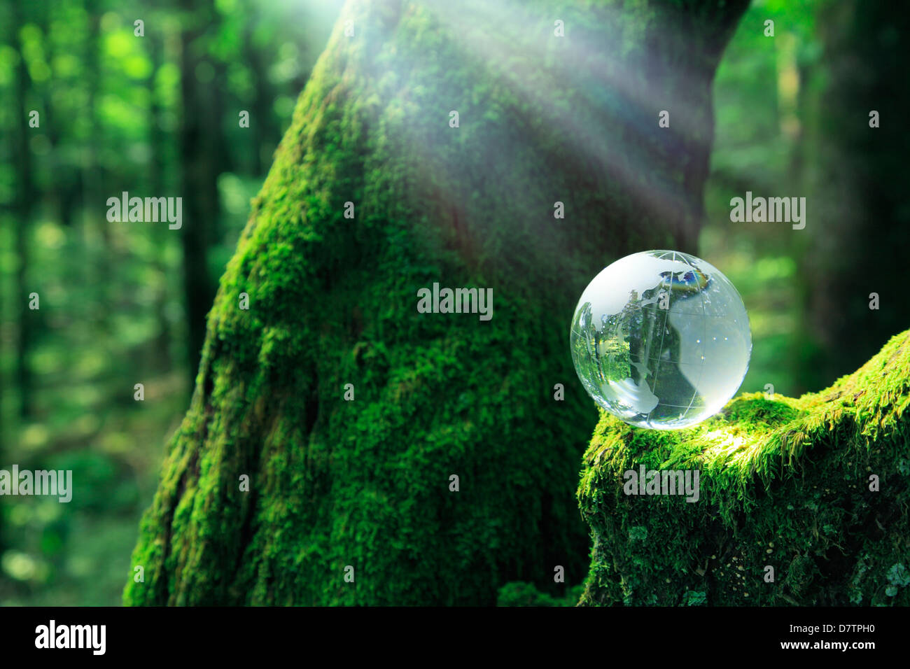 Glass sphere on a tree Stock Photo - Alamy