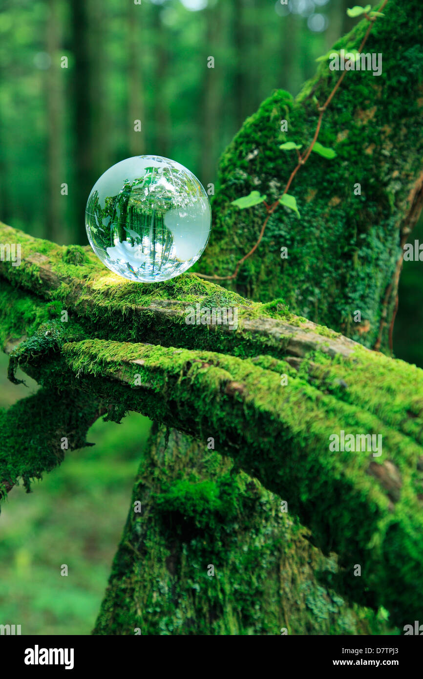 Glass sphere on a tree Stock Photo - Alamy