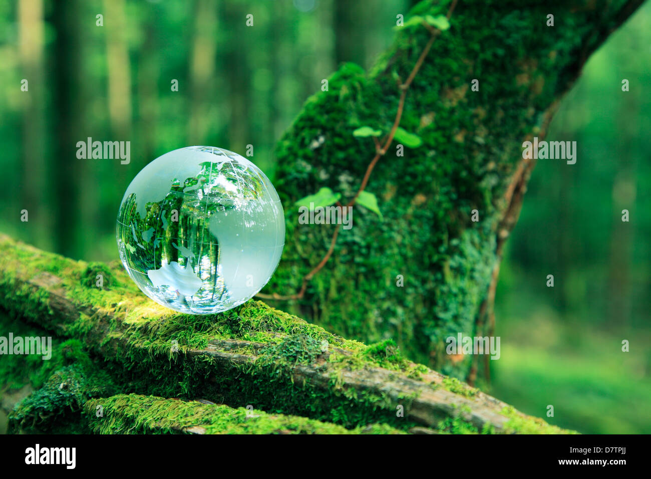 Glass sphere on a tree Stock Photo - Alamy