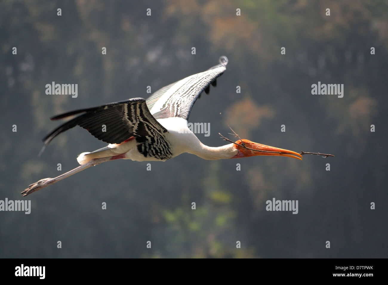 Indian painted stork hi-res stock photography and images - Alamy