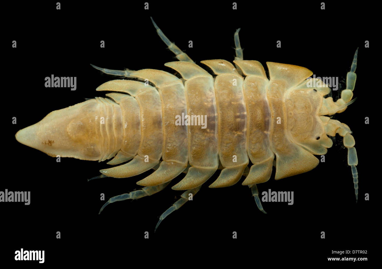 Benthic crustacean hi-res stock photography and images - Alamy