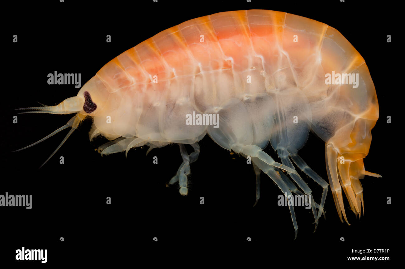 Animal amphipoda hi-res stock photography and images - Alamy