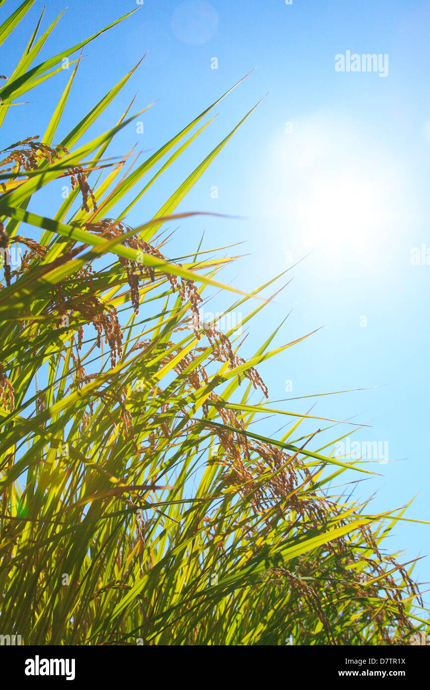 Rice ears and blue sky Stock Photo - Alamy