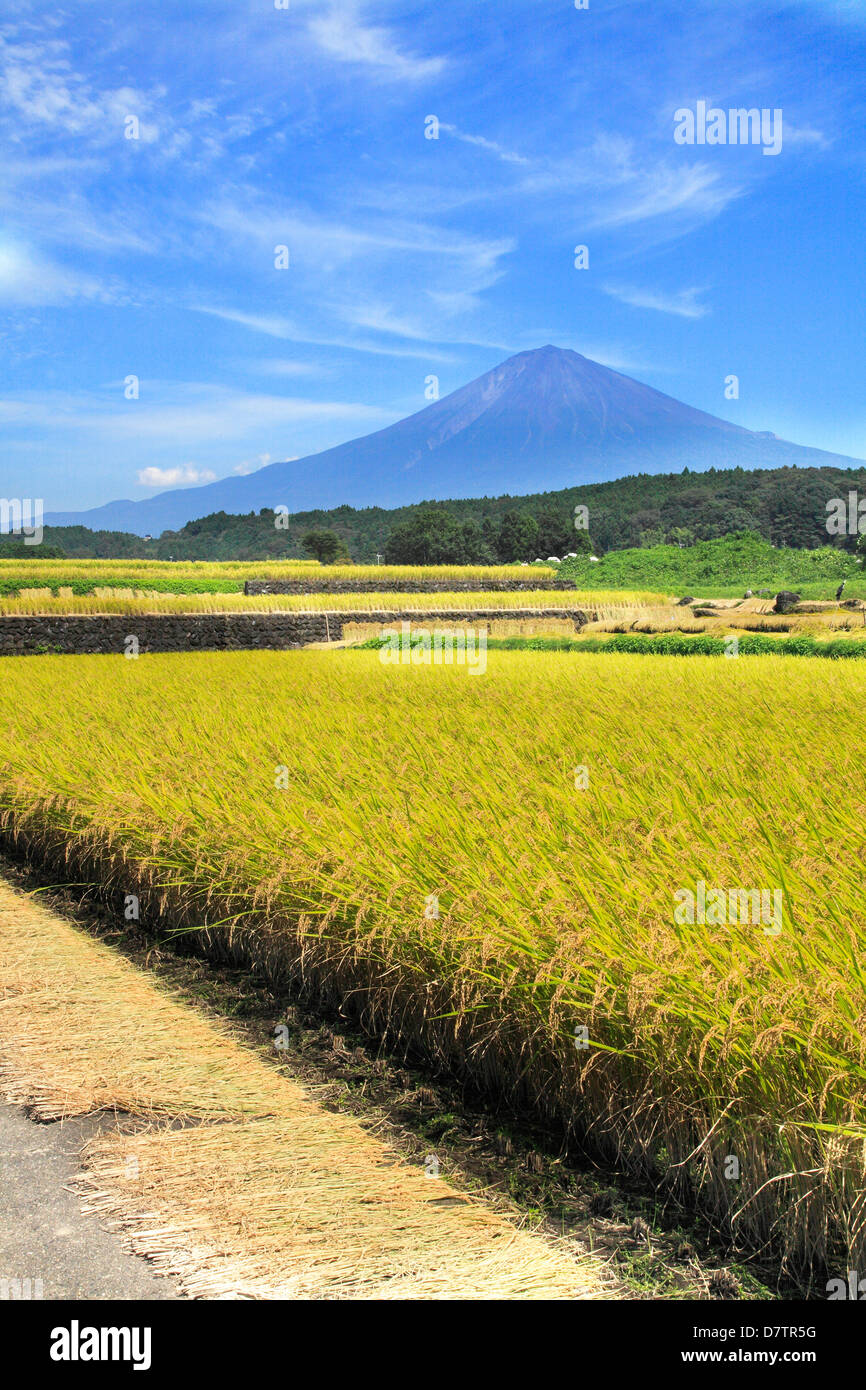 Mount rice hi-res stock photography and images - Alamy