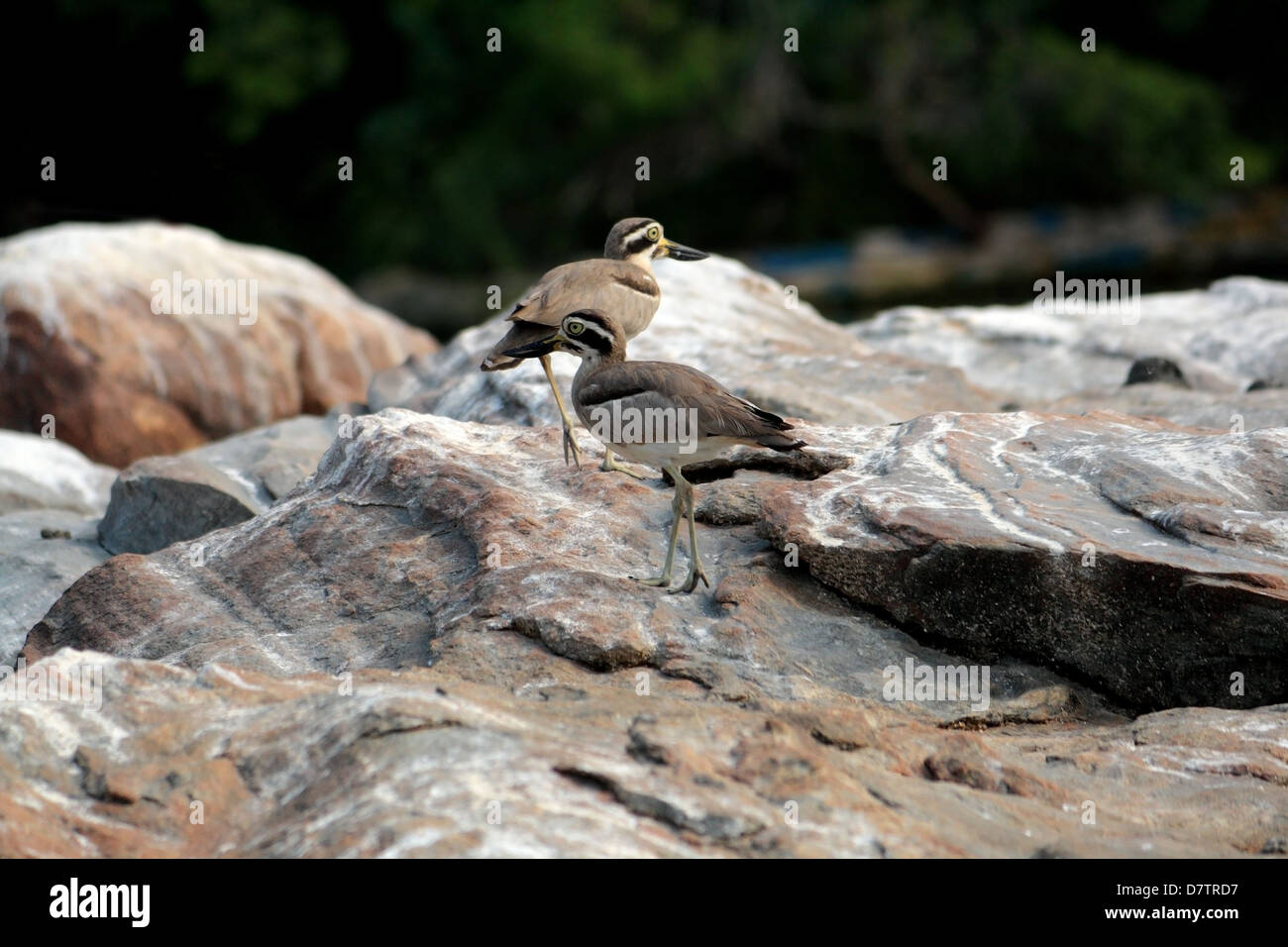 great stone plover, The Great Stone-curlew or Great Thick-knee ...