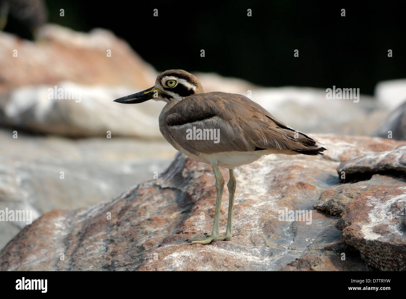 great stone plover, The Great Stone-curlew or Great Thick-knee ...