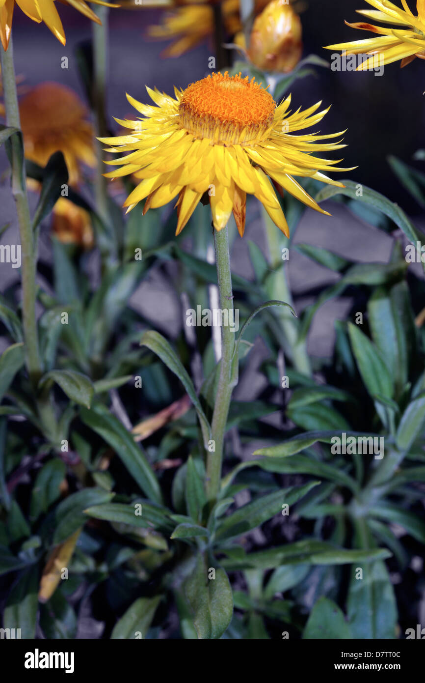Australian daisy hi-res stock photography and images - Alamy